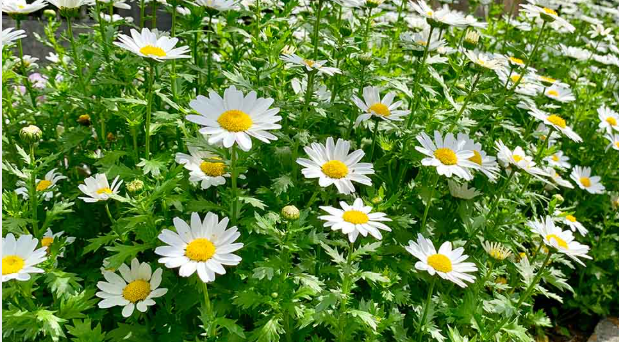 FEVERFEW ~ Tanecetum parthenium – tablemontagnebotanicals